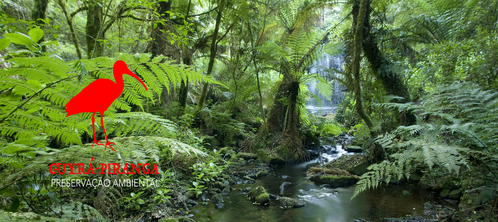 ABOUT GUYRÁ-PIRANGA – GUYRÁ-PIRANGA